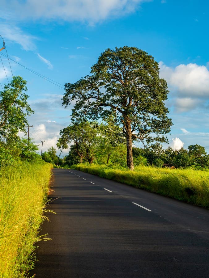 Empty Road with Lush Green Grass and Trees. Rural India Stock Photo ...