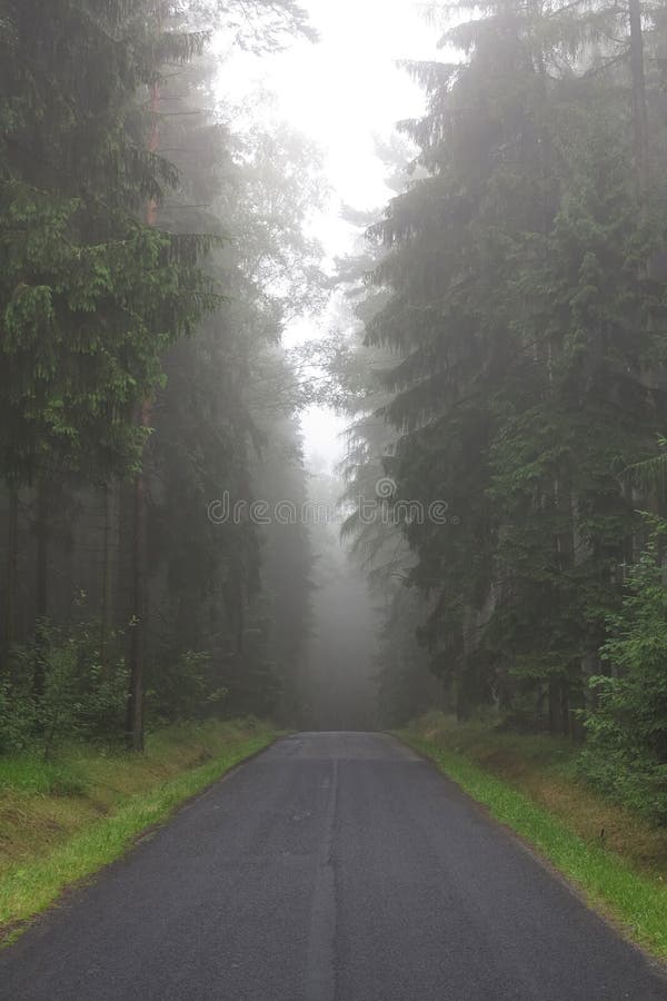 Empty Road in the Misty Spruce Forest Stock Photo - Image of forest ...