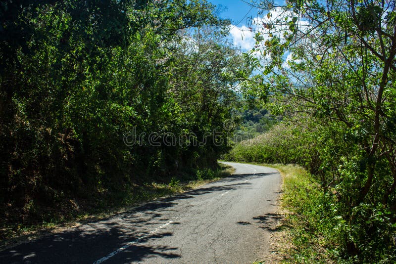 An Empty Road in a Sunny Day with No One Left. Just Tree, Bush and ...