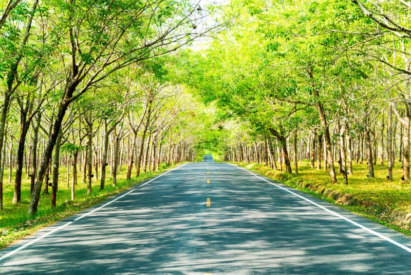 Empty Road with Tree Arch or Tunnel Stock Image - Image of summer ...