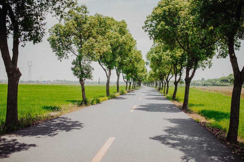 Empty Road with Tree Growing on Both Sides Stock Photo - Image of large ...
