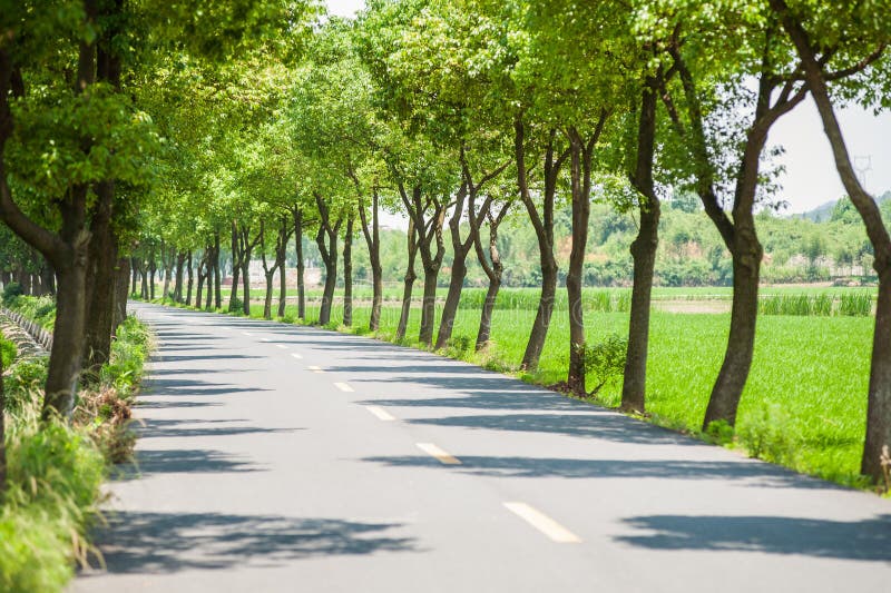 Empty Road with Tree Growing on Both Sides Stock Image - Image of ...