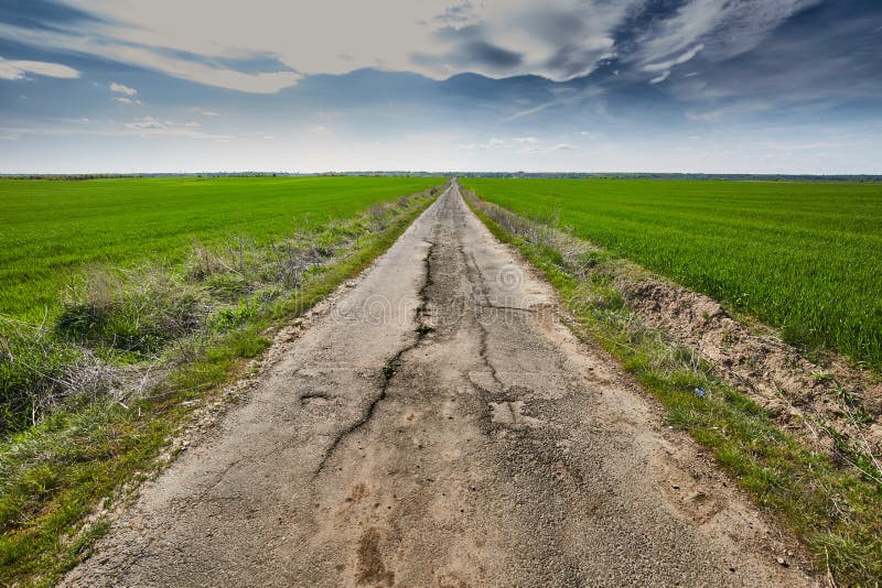 Empty Road through a Wheat Field Stock Photo - Image of plant, fall ...