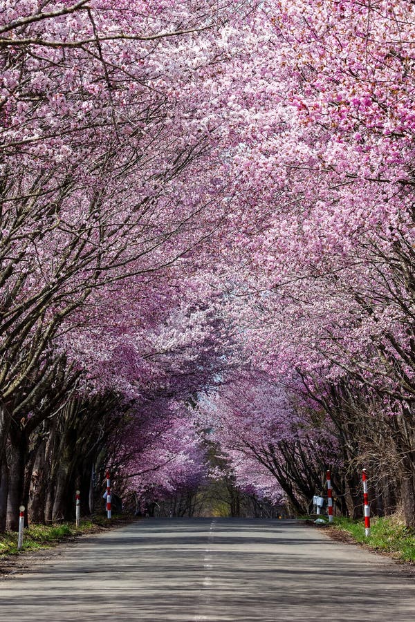 Empty Rural Road Covered Beautiful Cherry Blossom Tunnel Spring Stock ...