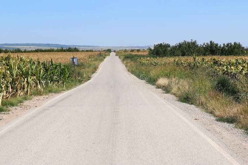 Empty Rural Road Surrounded by Corn Fields Stock Photo - Image of ...
