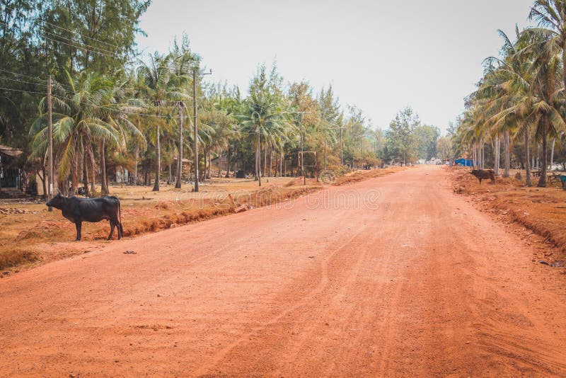 Empty Rural Road through Palm Tree Landscape with Buffalo Stock Image ...
