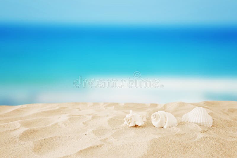 Sea Shells on Sand at the Beach Stock Photo - Image of seashore, space ...