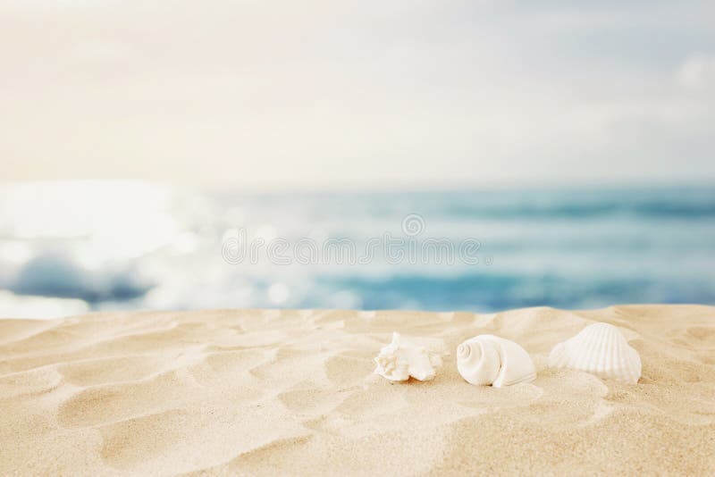 Sea Shells on Sand at the Beach Stock Photo - Image of seashore, space ...
