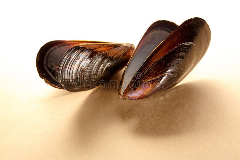 Empty sea mussels stock photo. Image of mussel, bivalve - 87279562