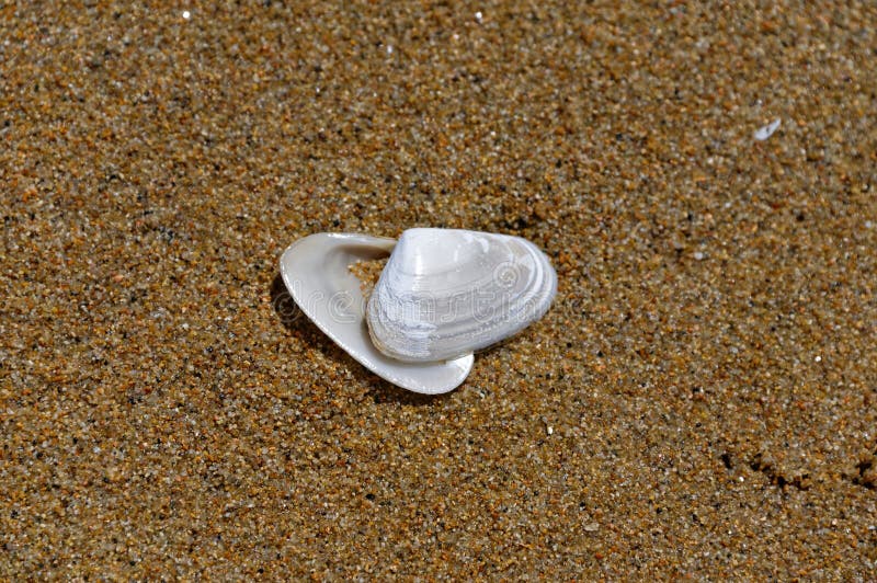 An Empty Sea Shell on the Beach Stock Image - Image of hinge, nature ...
