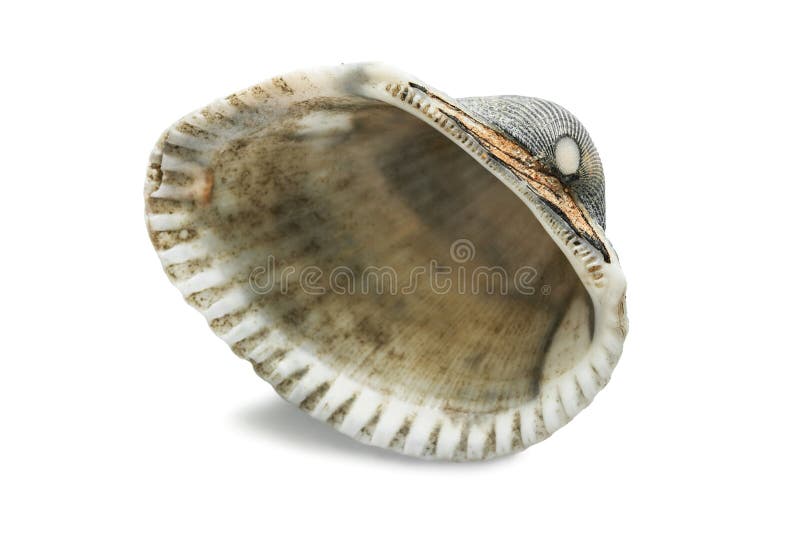 Empty seashell isolated stock photo. Image of simple - 300632374