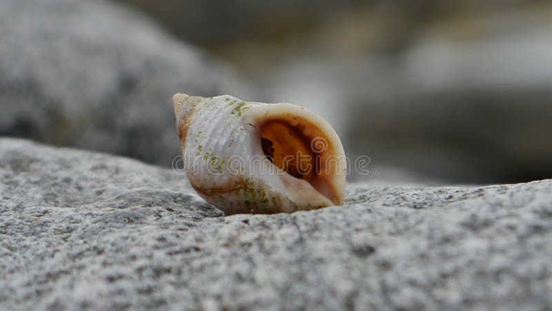 The empty sea shell stock photo. Image of empty, green - 64311272