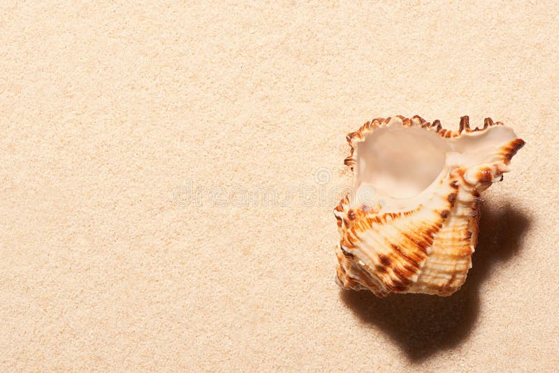 Empty Sea Shell on Sand. Summer Beach Background Stock Photo - Image of ...
