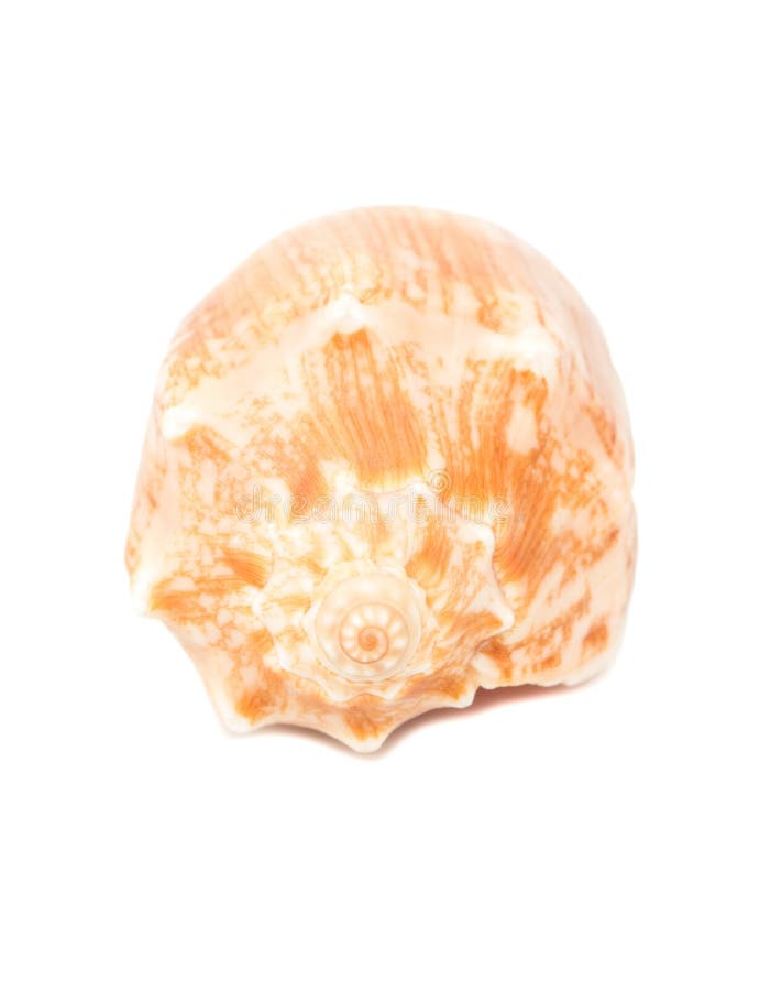 Empty seashell stock photo. Image of mollusk, decoration - 108114548