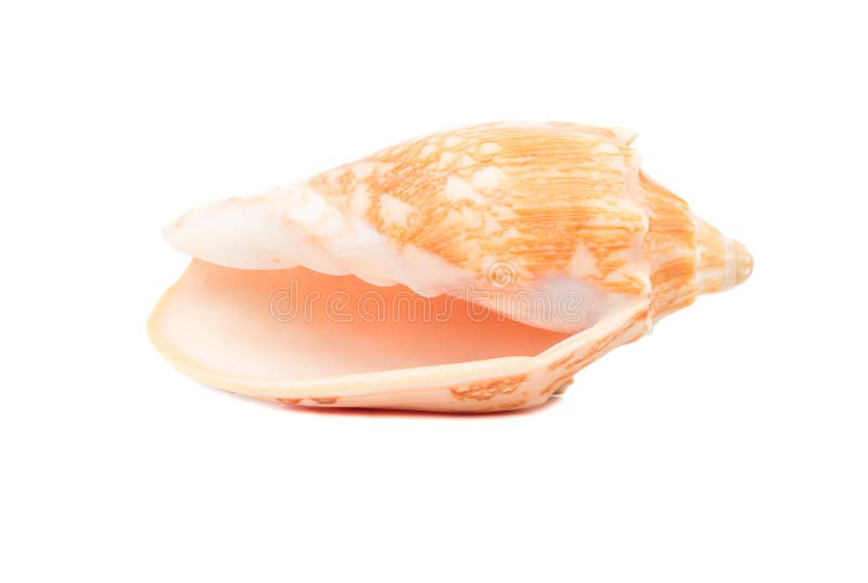 Empty seashell stock image. Image of isolated, seashell - 98364533
