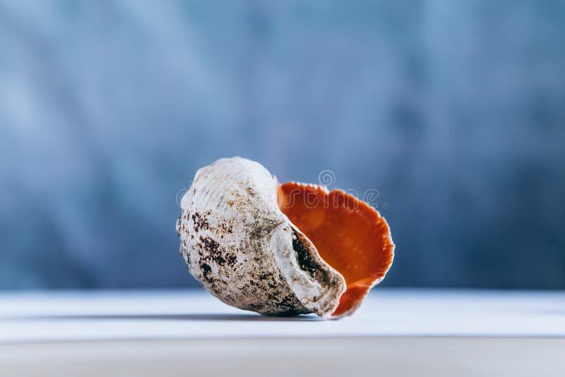 Empty Seashell Isolated on Blue Background Ocean, Macro Stock Photo ...