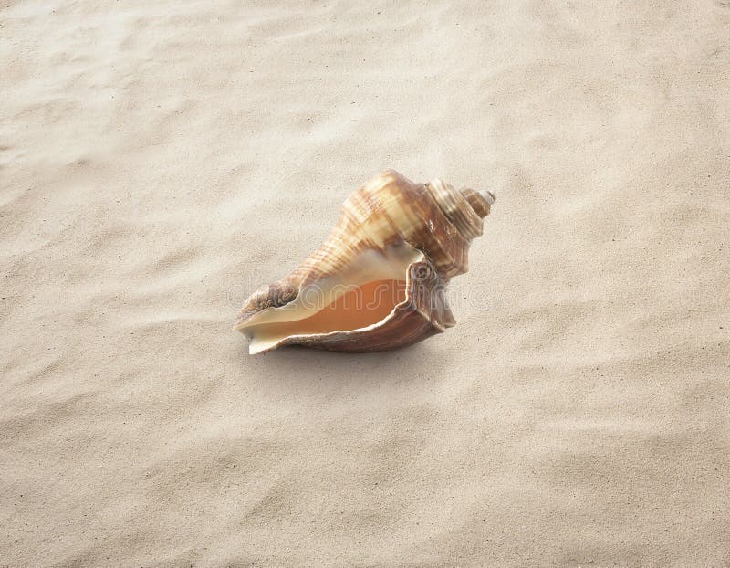 Empty Seashell Isolated on the Sand, Beach, Sea Stock Image - Image of ...