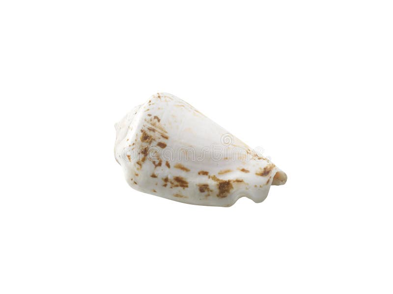 Empty Seashell Isolated on White Background Stock Photo - Image of ...