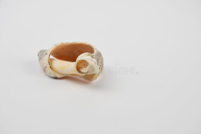 Empty Seashell on White Background Stock Photo - Image of white, shells ...