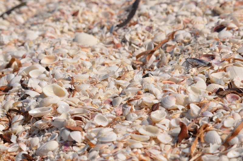 Empty seashells on beach stock image. Image of tropic - 272732619