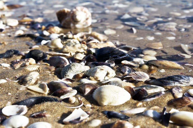 Empty Seashells on the Black Sea Coast Stock Photo - Image of carnival ...