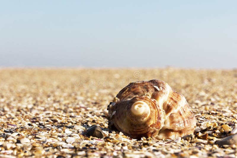 Empty Seashells on the Black Sea Coast Stock Photo - Image of event ...
