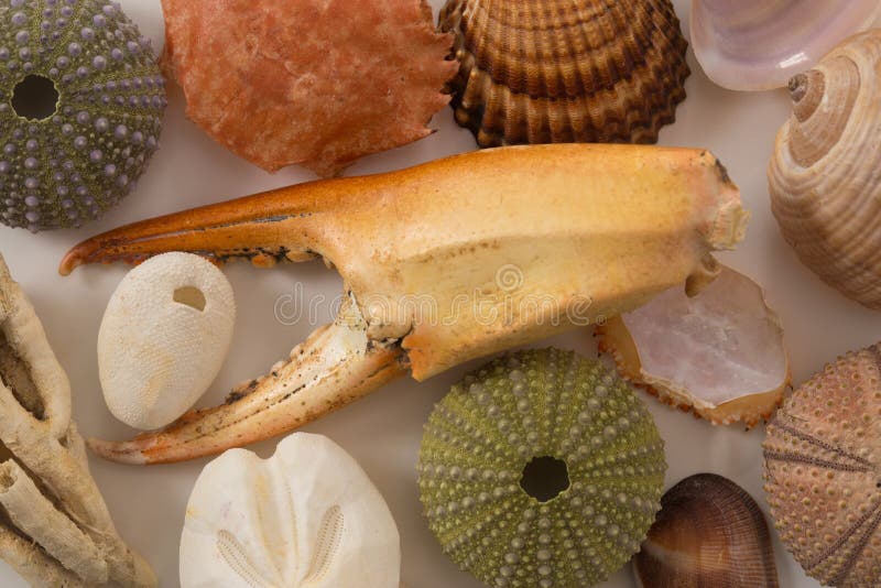 Empty See Animal Shells Crab Pliers Urcihn, Snail, Seashell Stock Image ...