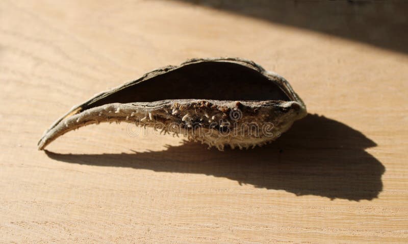 An Empty Seed Pod from a Common Milkweed Plant Stock Photo - Image of ...