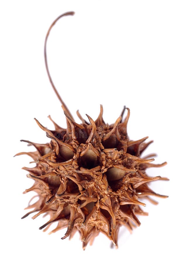 An Empty Seed Pod Isolated Picture. Image: 6040947