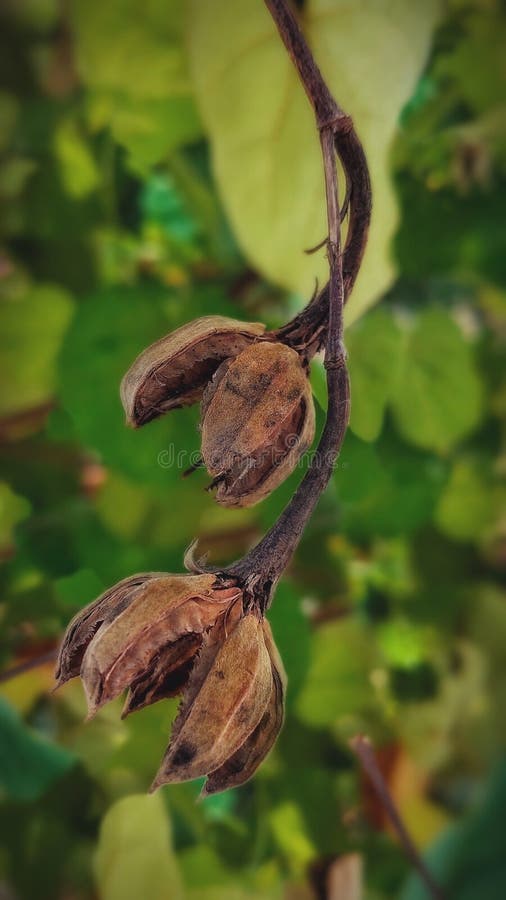 Empty Seed Pods of Coastal Cottonwood Stock Photo - Image of decoration ...