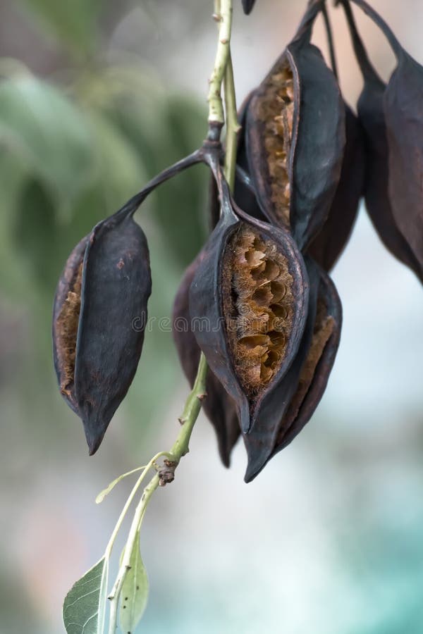 Empty Seed Pods Hanging on the Branches of Kurrajong or Bottle Tree ...
