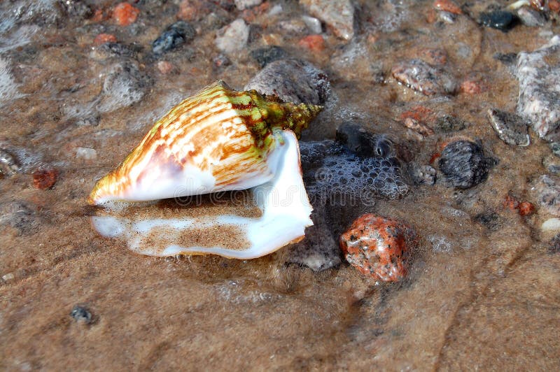 Empty shell stock image. Image of outdoors, relaxation - 13104535