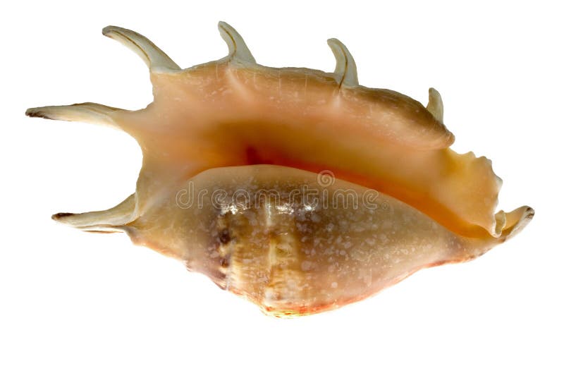 Empty shell stock photo. Image of rocks, animal, spike - 13389470