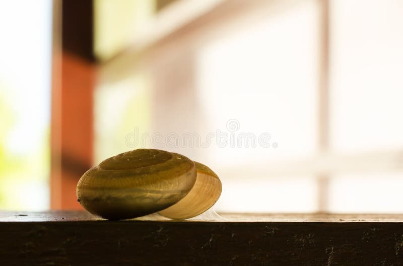 Empty shell stock image. Image of twisted, locations - 28792661