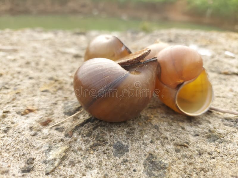 Empty Shell of Ampullariidae or Commonly Known As Apple Snails Stock ...