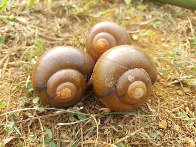 Empty Shell of Ampullariidae or Commonly Known As Apple Snails Stock ...