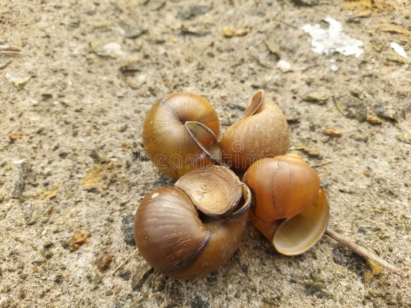 Empty Shell of Ampullariidae or Commonly Known As Apple Snails Stock ...