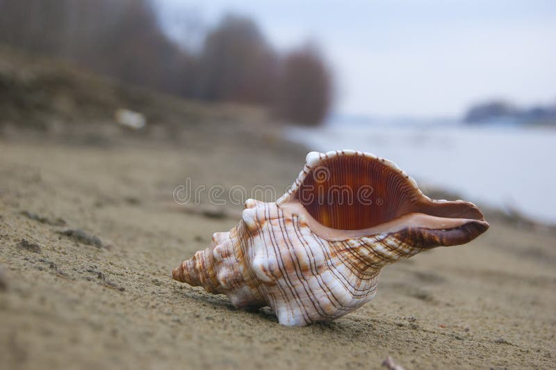 Empty shell on the beach stock photo. Image of white - 11255138
