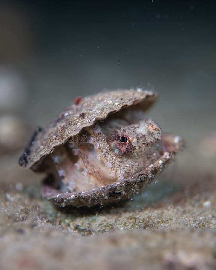 An Empty Shell with a Black Eye Sits on the Sand Stock Photo - Image of ...