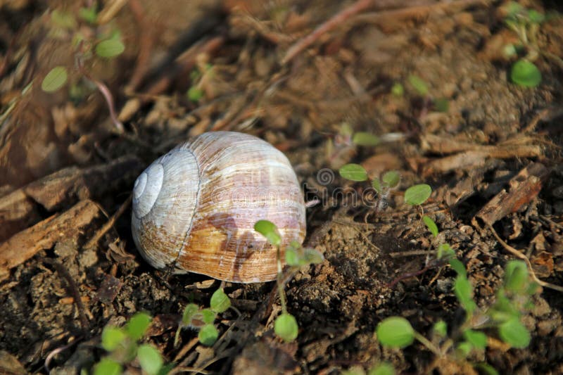 An Empty Shell of the Burgundy Snail (Helix Pomatia) Stock Photo ...