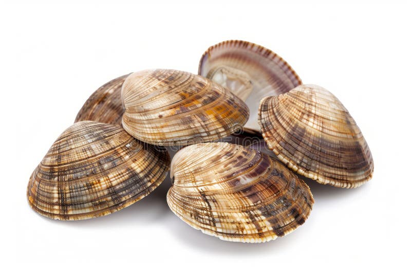 Empty Shell of Isolated on White Stock Image - Illustration of nature ...