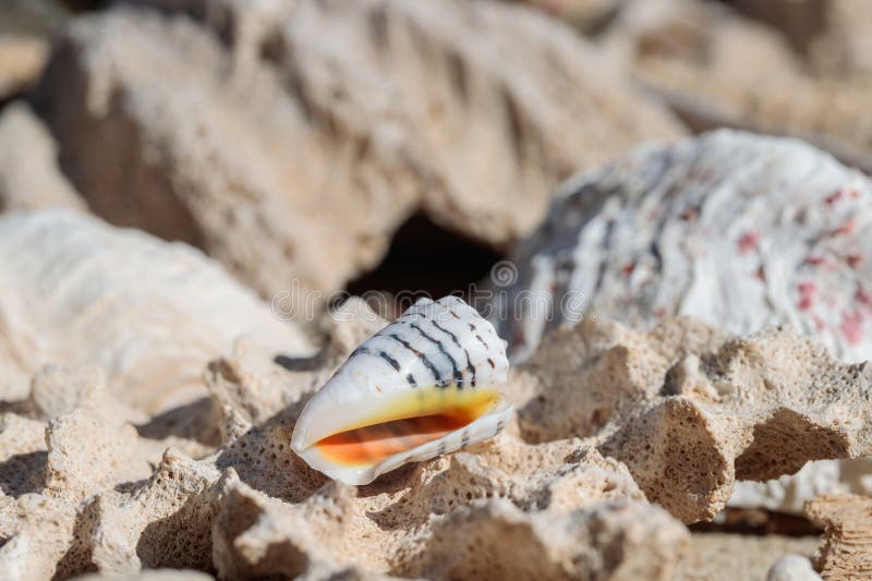 Empty Shell of a Cone Snail Washed Ashore. Stock Photo - Image of snail ...