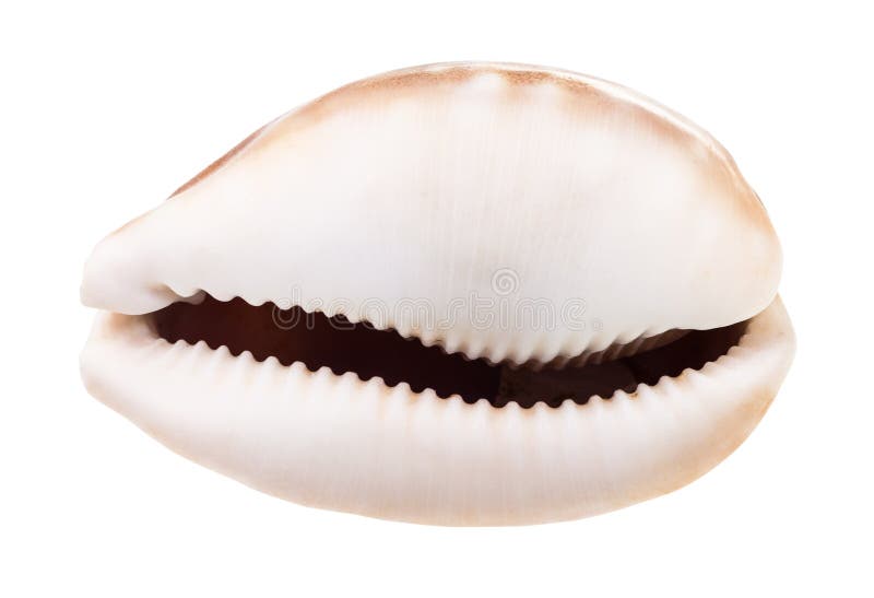 Empty Shell of Cowrie Isolated on White Stock Image - Image of ...