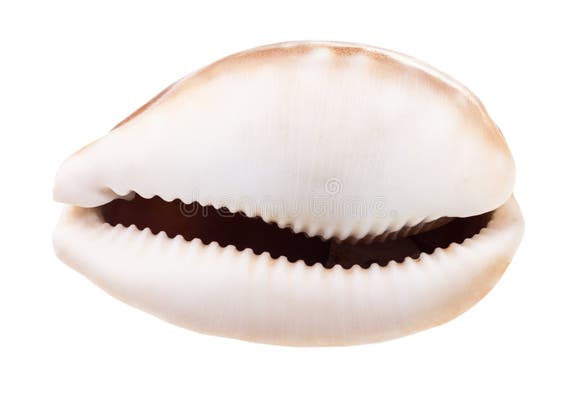Empty Shell of Cowrie Isolated on White Stock Image - Image of ...
