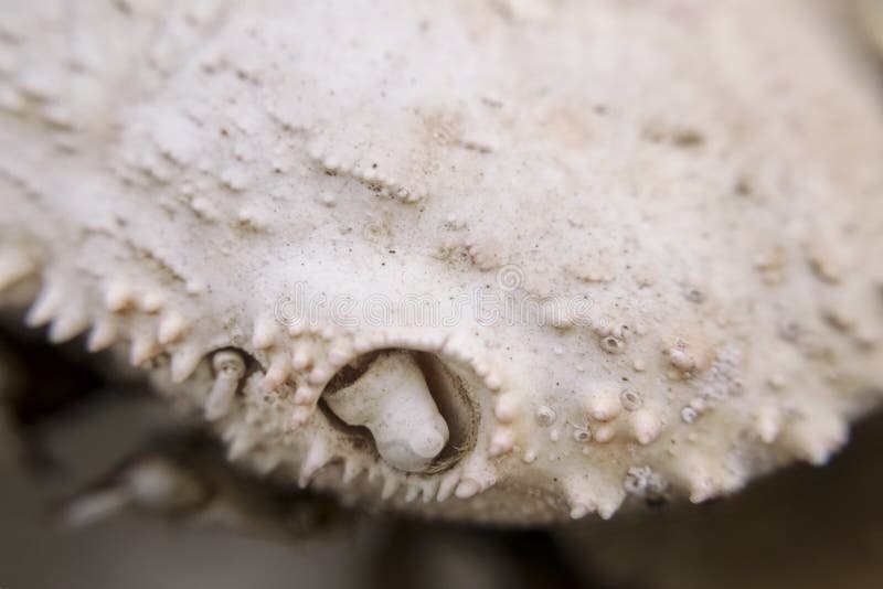 Empty Shell Crab Pale Beige on the Beach Stock Photo - Image of nature ...