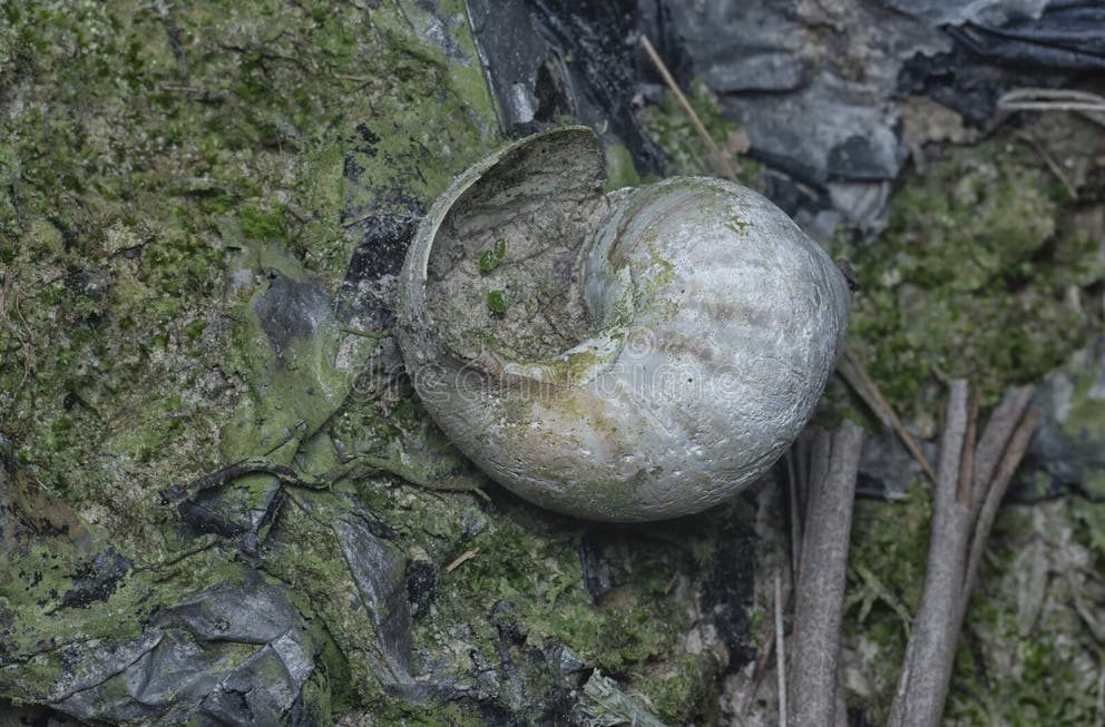 Empty Shell of the Dead Garden Snail on the Dirty Ground Stock Image ...
