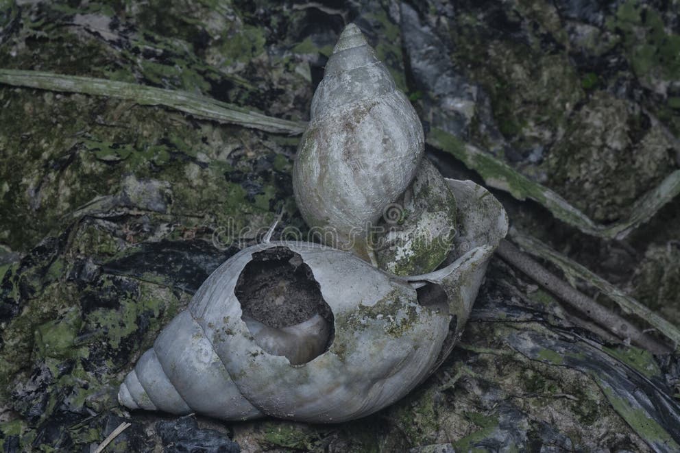 Empty Shell of the Dead Garden Snail on the Dirty Ground Stock Photo ...