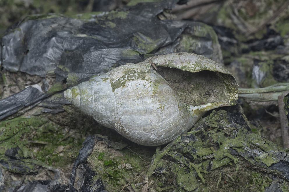 Empty Shell of the Dead Garden Snail on the Dirty Ground Stock Photo ...
