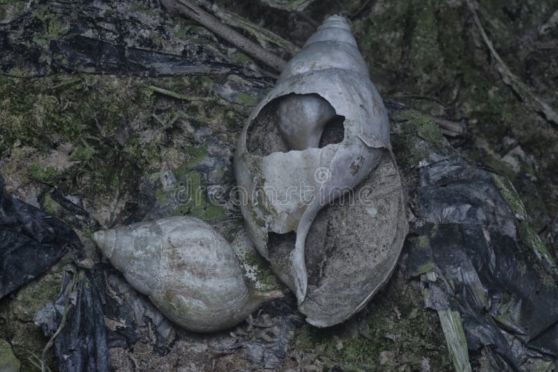 Empty Shell of the Dead Garden Snail on the Dirty Ground Stock Image ...
