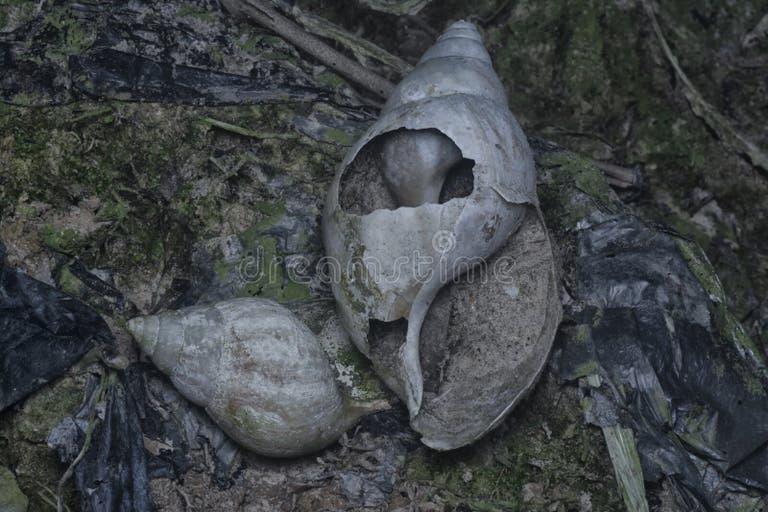 Empty Shell of the Dead Garden Snail on the Dirty Ground Stock Image ...